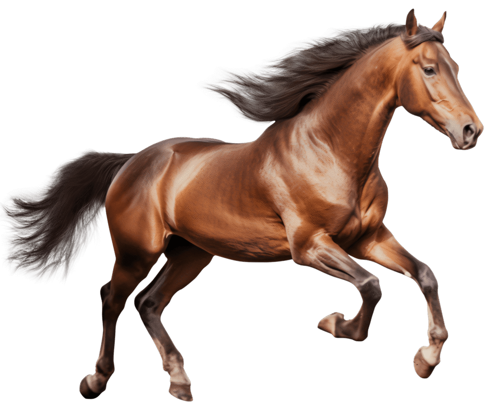 Home - Pir Sultan Abdal DC